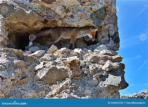 Renard Sauvage Sur Koznik Serbia Lisica Na Kozniku Photo Stock Image Du Renard Beau 256425726
