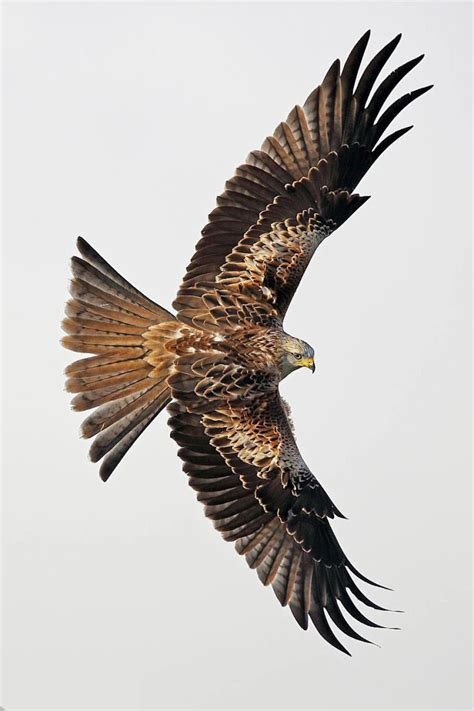 鹰形目·鹰科·鸢属：赤鸢 花瓣网