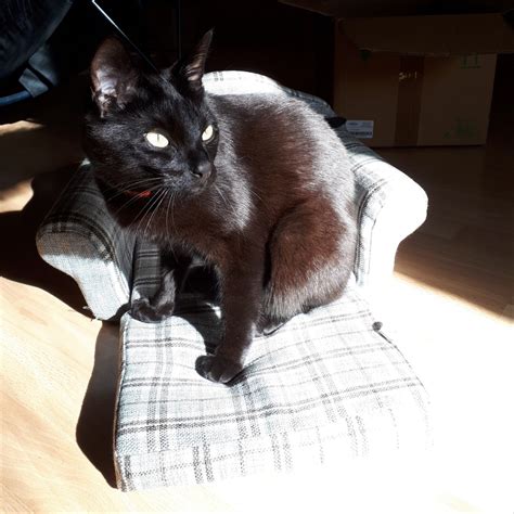 The Daily Kit On Tumblr