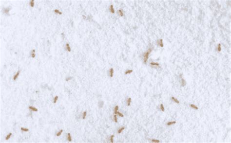 Psocids Invasion Solved Are Those Tiny Spots On Your Walls Mysterious Specks Or Booklice