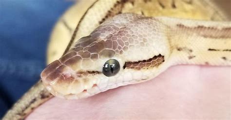 Leo My New Lemonblast Ball Python Album On Imgur