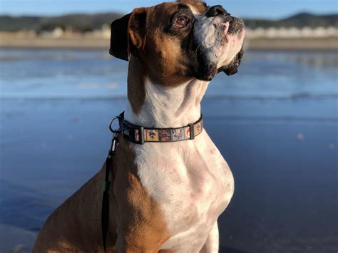 Another Shot Of Rigby Enjoying The Beach R Boxer