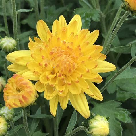 Sunny Igloo Perennial Mum Plants For Sale Growjoy