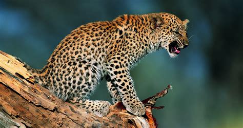 Leopard 4k Wallpapers Top Free Leopard 4k Backgrounds Wallpaperaccess
