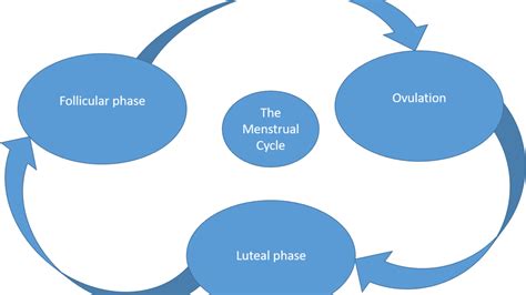 The 3 Stages Of The Menstrual Cycle Swim England Competitive Swimming Hub