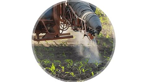 Roundup Ready® Corn 2 Weed Control Bayer Traits Crop Science Us