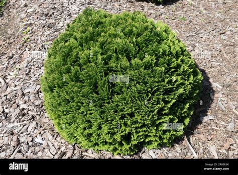 Lawson Cypress Chamaecyparis Lawsoniana Nana Coniferous Spherical