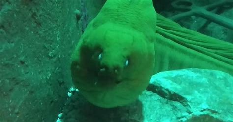A Green Eel In Mystic Imgur