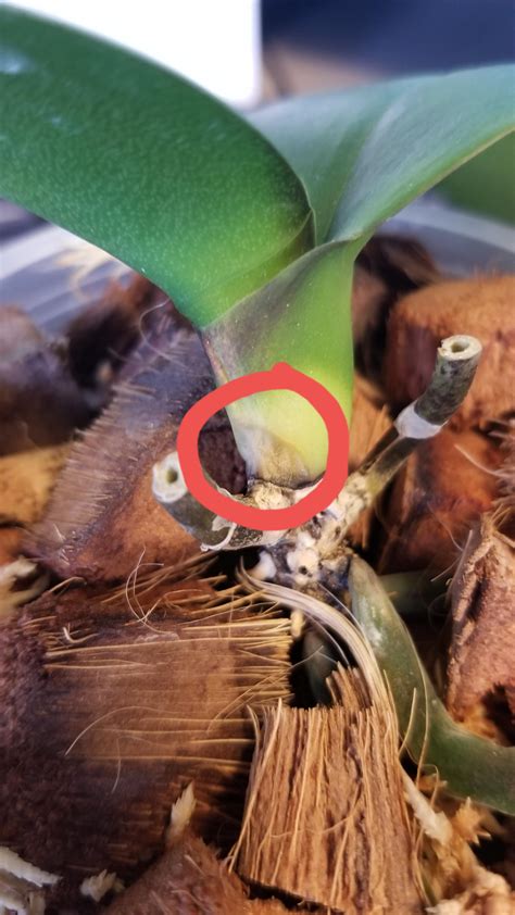 Orchid Stem Rot Lets Rescue This Orchid From Root Rot A Comparison Of