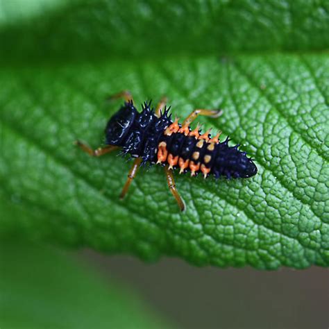 Multicolored Asian Ladybug Larva Harmonia Axyridis Bugguidenet
