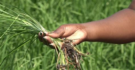 Hofu Ndege Wakivamia Mashamba Ya Mpunga Mwea Taifa Leo