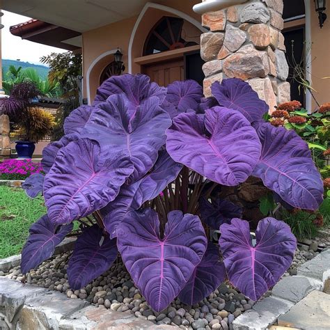 Elephant Ear Plant Outline