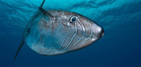 Meet The Sunfishs Cuter Faster More Agile Cousin Hakai Magazine