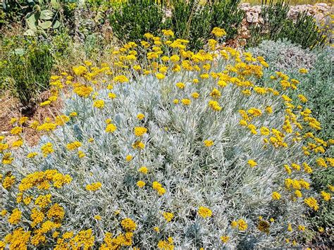 Helichrysum Italicum Réussir La Culture De La Plante à Curry Parfumée
