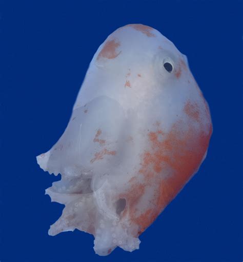 Flapjack Octopus Mexican Marine