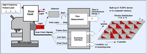 Tcspc Flim Becker And Hickl Gmbh