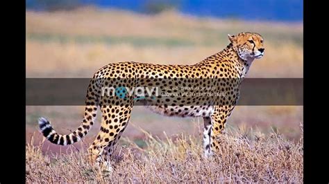 Made This Lil Cheeto Song Hopefully You Enjoj It Bonus Points If You Guess The Artists Right