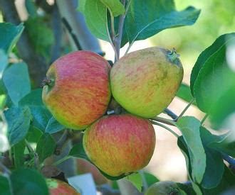 Cider Apple Trees For Sale Buy Fruit Trees Online