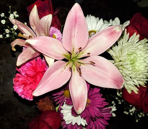 Love Of Lillies Stock Image Image Of Bouquet Spring 228247631