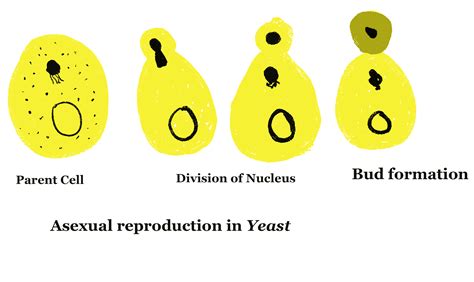 Reproduction In Organisms Gcse Biology Revision Notes Communities