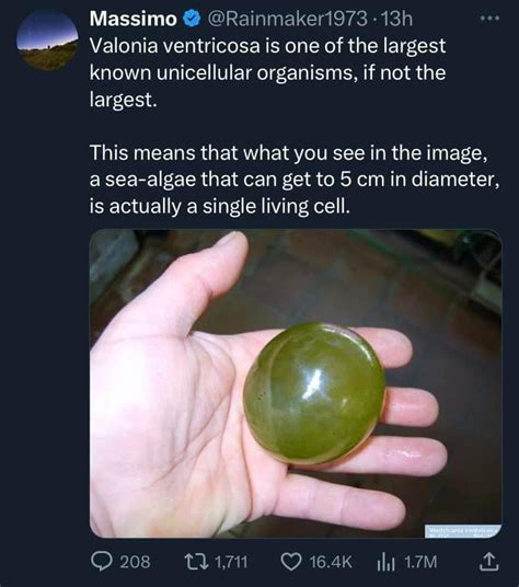 This Sea Algae Is A Single Living Cell Frickin Interesting Rfrickin