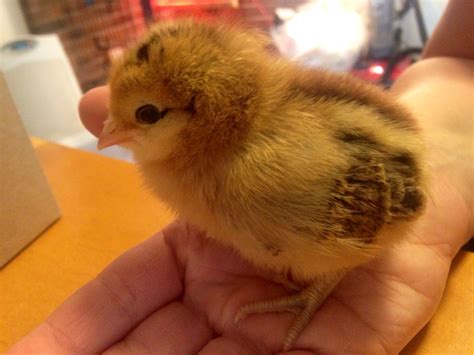 Attila The Hen 3 Day Old Easter Egger Easter Eggers Chickens