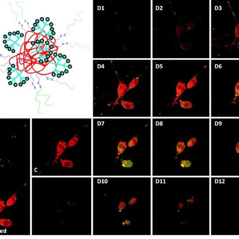 Pdf Single Chain Polymer Nanoparticles