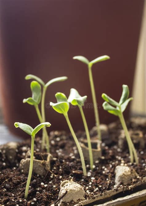 Melon Sprouts Close Up Stock Image Image Of Growing 184223973
