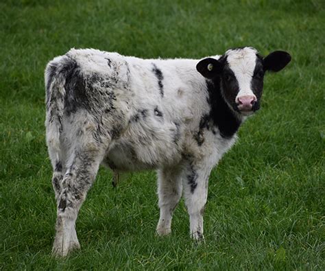 Belgian Blue Bulls Muscled For Yield Farrelly Calves