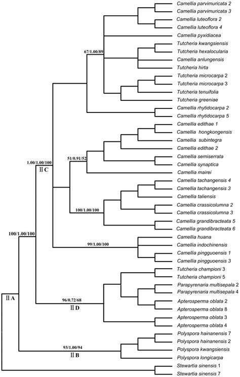 numbers on the branches indicate the bootstrap values for mp 50