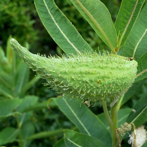 Asclepias Syriaca 1 Common Milkweed Scioto Gardens Nursery