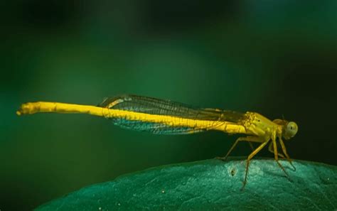 37 Coromandel Marsh Dart Yellow Waxtail Royalty Free Images Stock