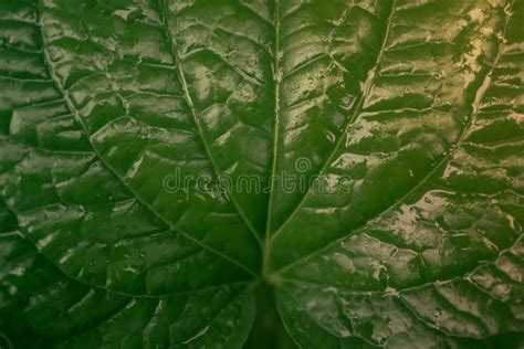 Green Tropical Leaf With Dew Drops Spring Nature Wallpaper Background