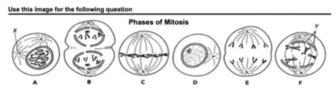 Mitosis And The Cell Cycle Flashcards Quizlet