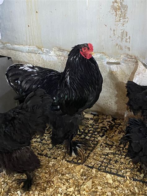 Black Brahma Kuluçkalık Yumurta İstanbul Süs Tavukları Brahma Süs
