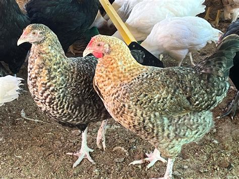 Golden Cuckoo Maran Chickens