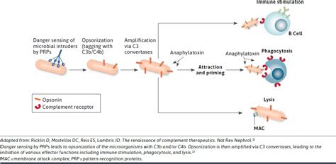 Paroxysmal Nocturnal Hemoglobinuria Role Of The Complement System