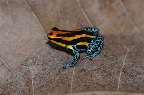 Ranitomeya Amazonica Iquitos Redorange Understory Enterprises