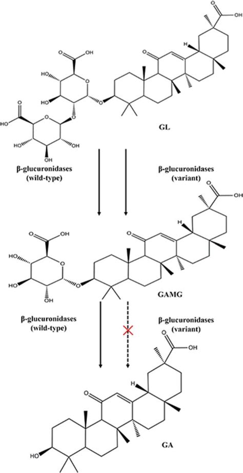 Structure Guided Engineering Of The Substrate Specificity Of A Fungal β Glucuronidase Toward