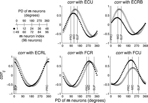 Correlation Coefficient Corr Ij Of Each Muscle With Each M Neuron