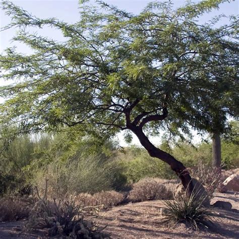 Chilean Mesquite Prosopis Chilensis Mygardenlife