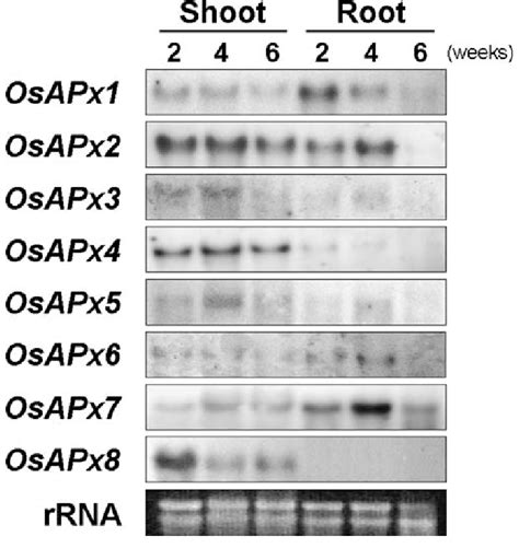 Northern Blot Analysis Of The Apx Transcripts From Shoots And Roots Of