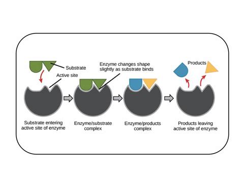 Enzyme Powerpoint Slides Learnpick India
