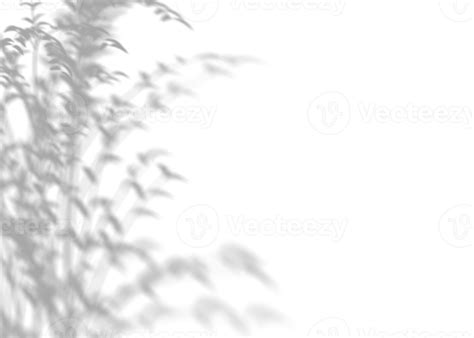 Plant Shadow Pngs For Free Download