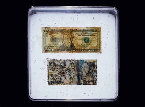 Ken Rinaldo Earthly Observatory