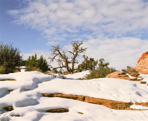 Canyonlands Island In The Sky National Park Photograph By Michael