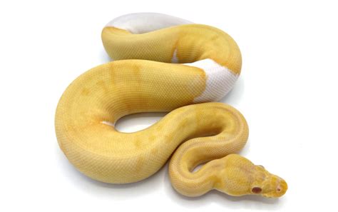 Toffee And Toffino Pieds Royal Constrictor Designs