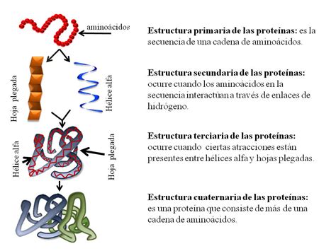 Proteinas On Emaze