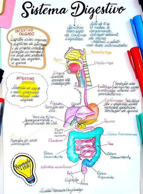 Sistema Digestorio Mapa Mental Fdplearn