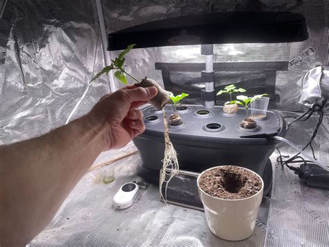 Coco Coin By Char Coir Superior Rooting Pucks For Plant Propagation